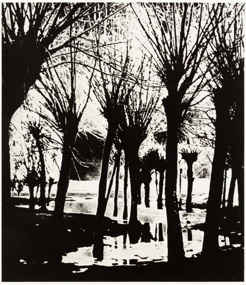 Edward Hartwig, "Wierzby" | CONNAISSEUR Kraków - Salon Dzieł Sztuki